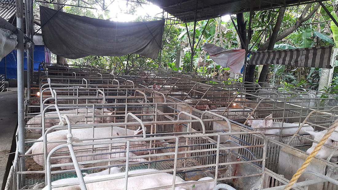 Piggery farm with Fishpond in San Jose Del Monte Bulacan | anahaw.ph
